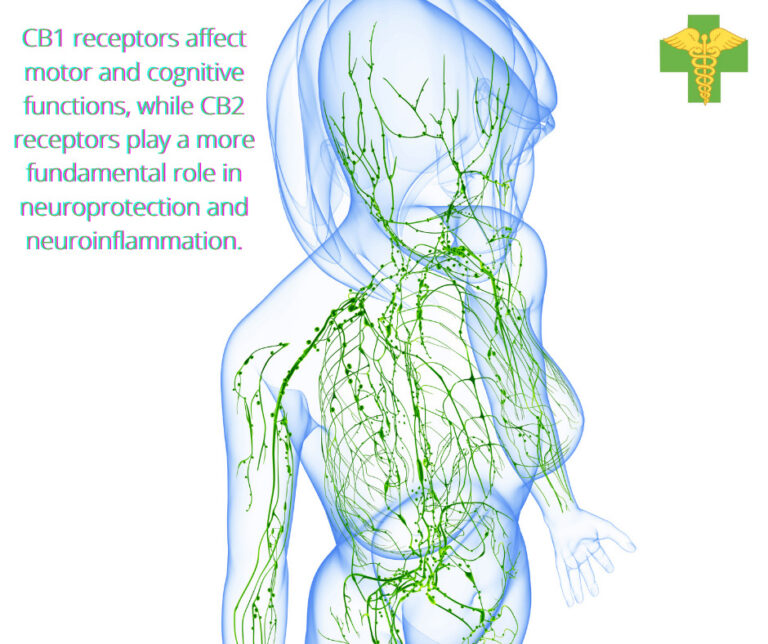 An Introduction to Your Endocannabinoid System MMJ Doctors Colorado Springs